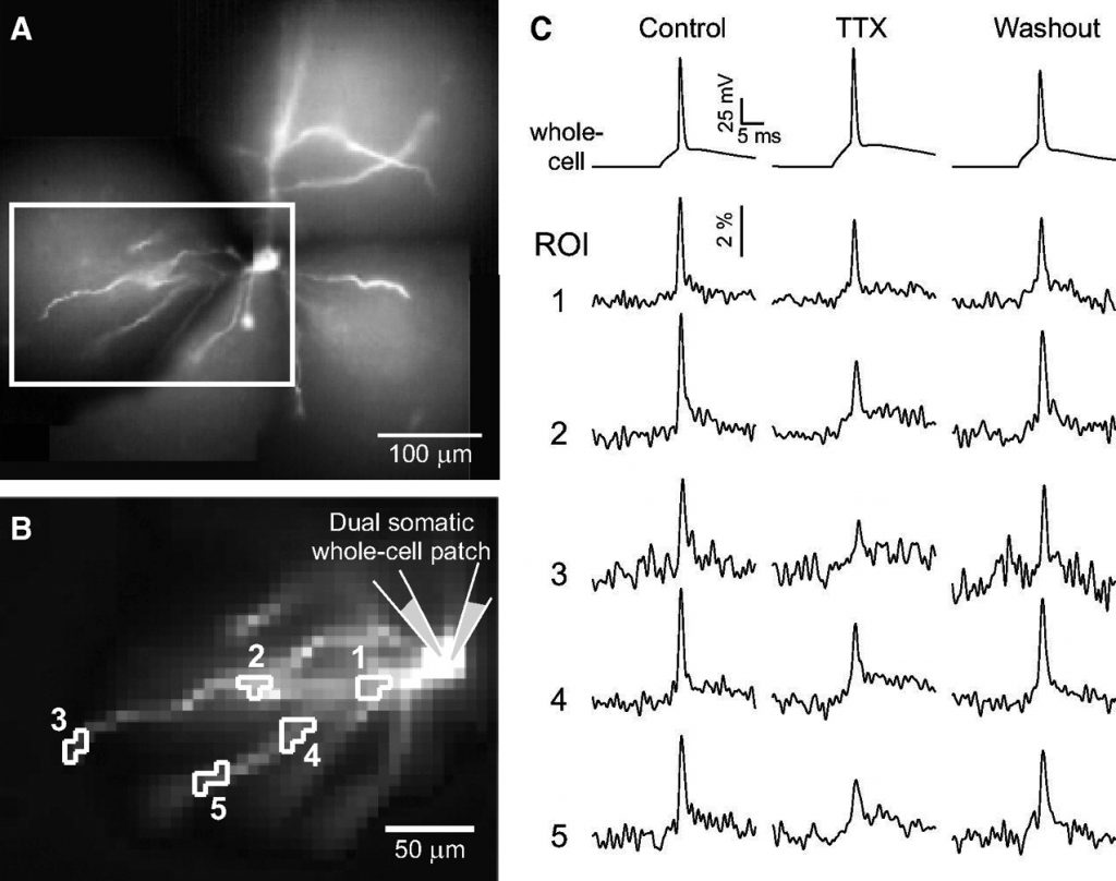 Voltage-gated Na Channels in Basal Dendrites | Antic Laboratory