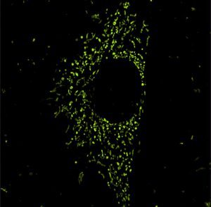 CCAM Microscopy Facility | Richard D. Berlin Center for Cell Analysis ...