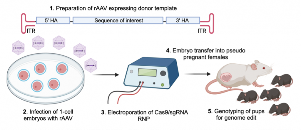 Home | Center for Mouse Genome Modification