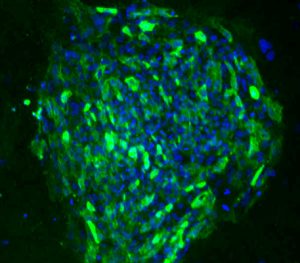 Home | University of Connecticut Cell and Genome Engineering Core