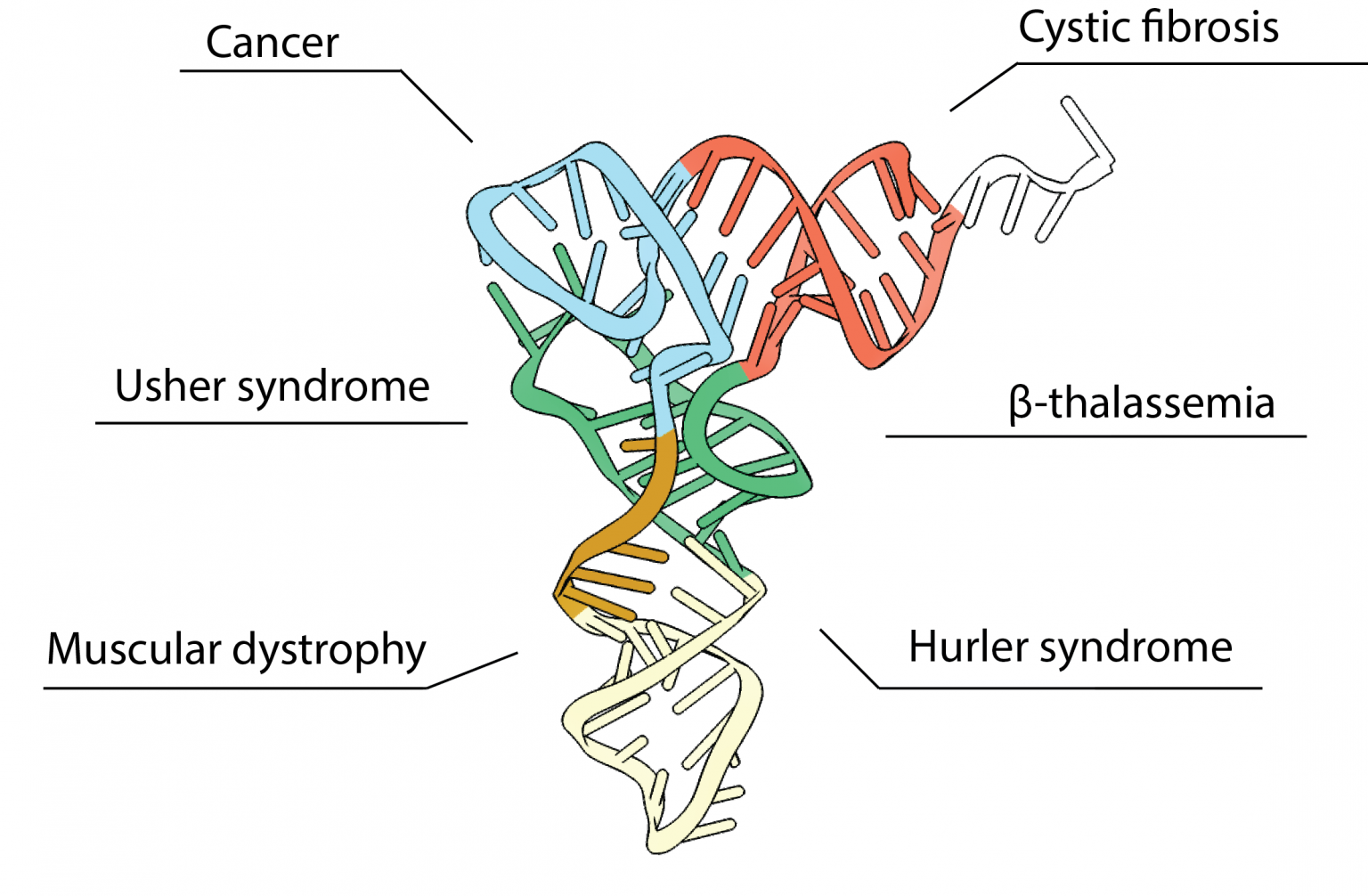 Research | The Vargas-Rodriguez Lab