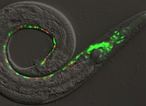 Home | C. elegans Neurobiology Lab
